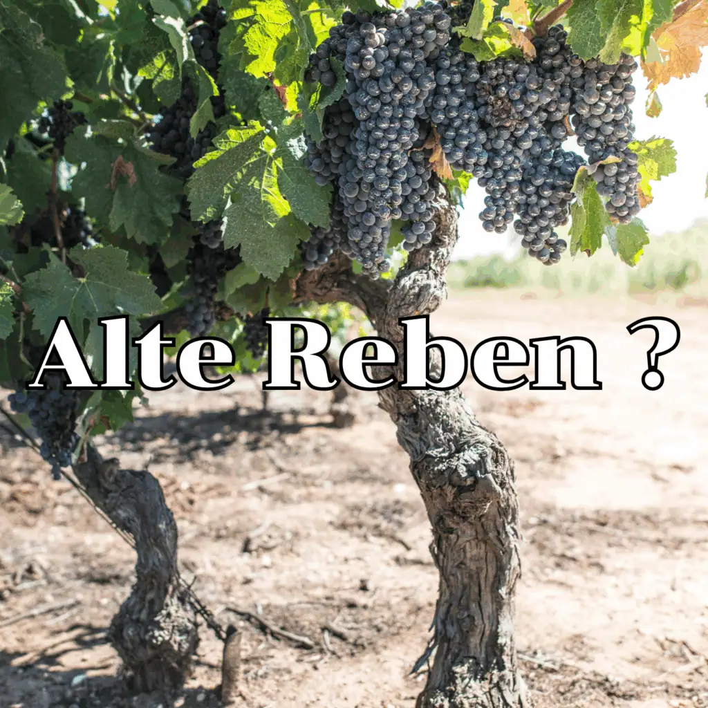 Alte Reben: was bedeutet diese Angabe auf dem Etikett?